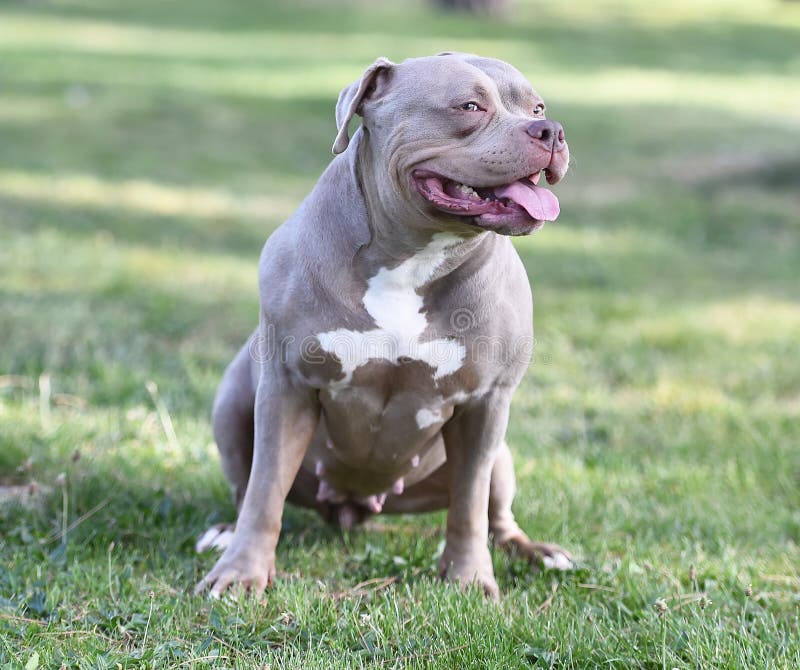American Bully Dog in the Park Stock Image - Image of adorable, bulldog ...