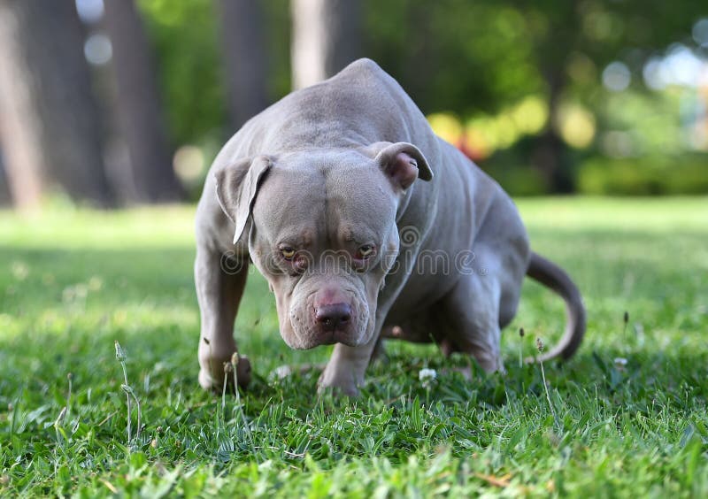 American Bully Dog in the Park Stock Image - Image of friendly, park ...