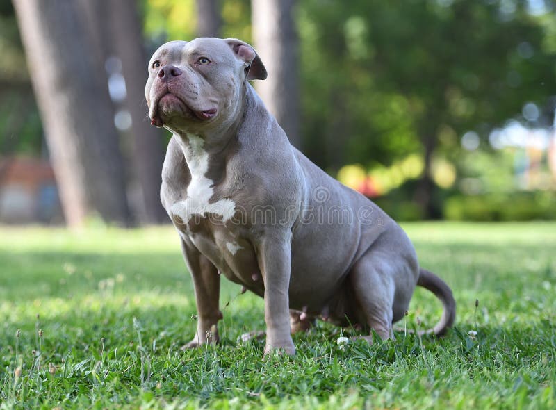 American Bully Dog in the Park Stock Image - Image of young, nose ...
