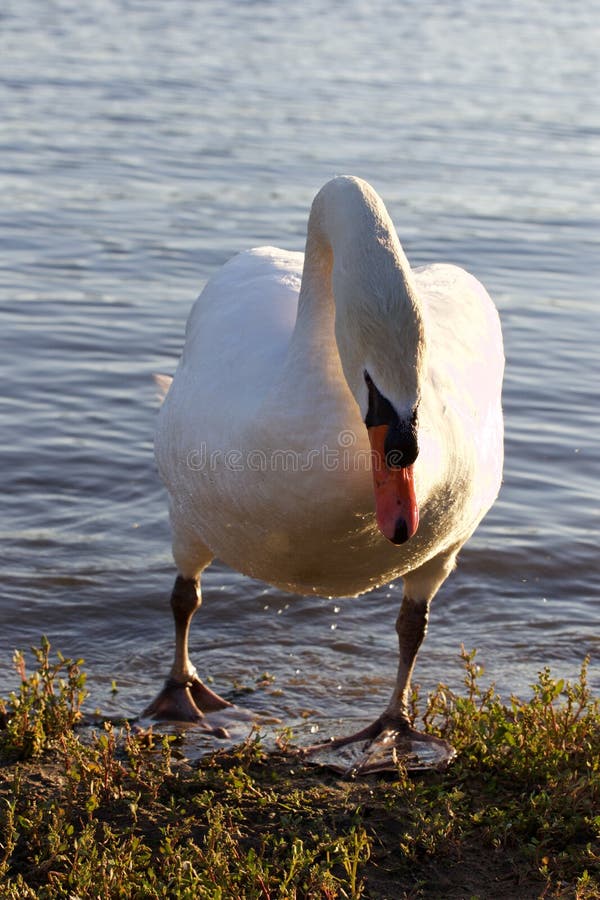 Strong Mute Swan is Going Out of the Lake Stock Image - Image of birds ...