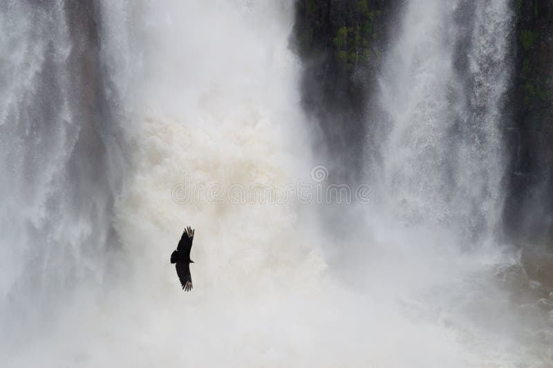 Strong nature stock photo. Image of bird, strength, overcome - 95172008