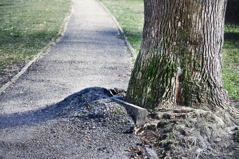 Strong Old Tree Roots Raising Concrete Road Stock Photo - Image of ...