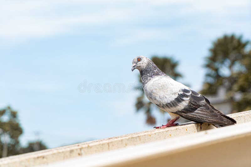 Strong Pigeon.Pigeon is Looking at Their Enemies Stock Photo - Image of ...