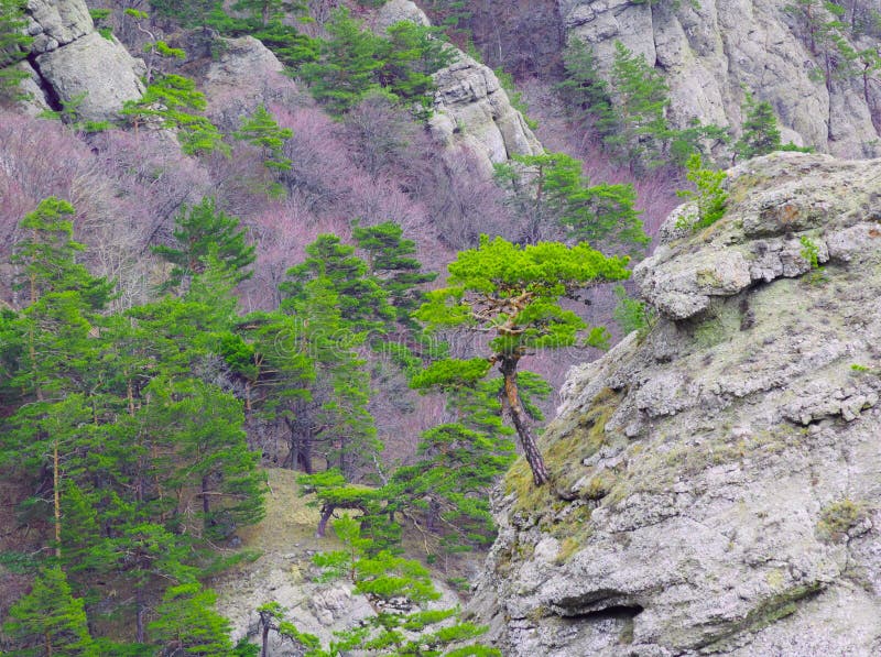 Strong Pine on the Rock in the Beautiful Mountains of Ukraine Stock ...
