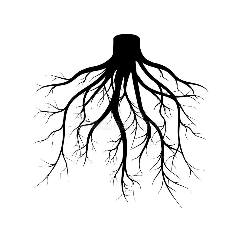 Strong Plant Roots Silhouette Against White Background Stock Vector ...