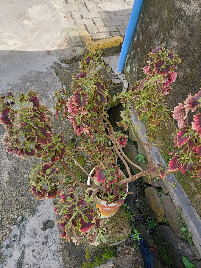 Strong Plants Survive Outside the Fence Stock Photo - Image of plants ...