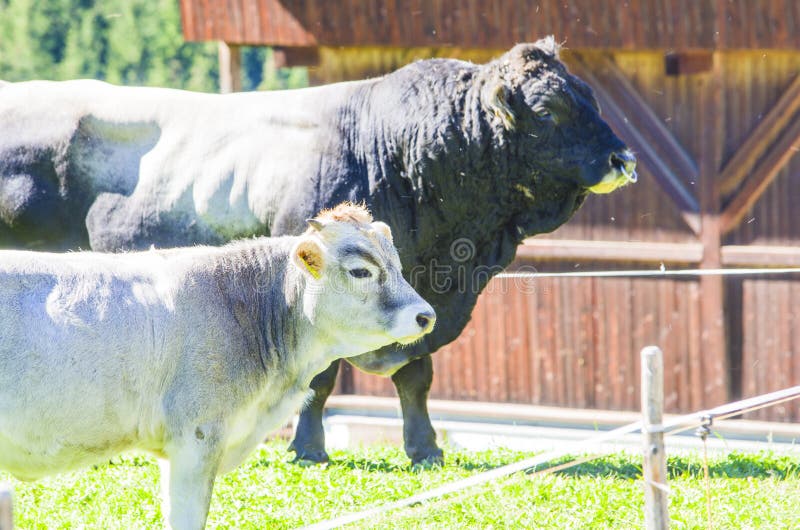 Strong and Powerful Black Bull and Calf in the Mountains Stock Photo ...