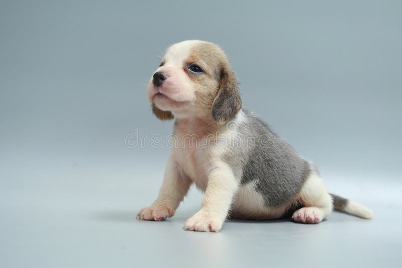 Strong Pure Breed Beagle Puppy Stock Image - Image of color, living ...