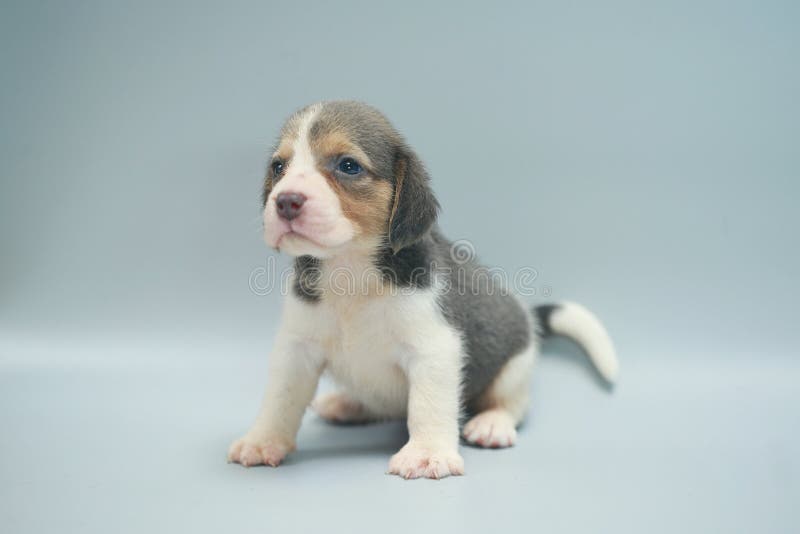 Strong Pure Breed Beagle Puppy Stock Photo - Image of floor, breed ...