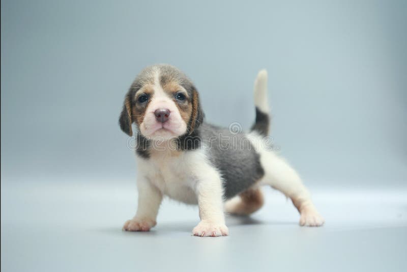 Strong Pure Breed Beagle Puppy Stock Photo - Image of look, color: 96967548