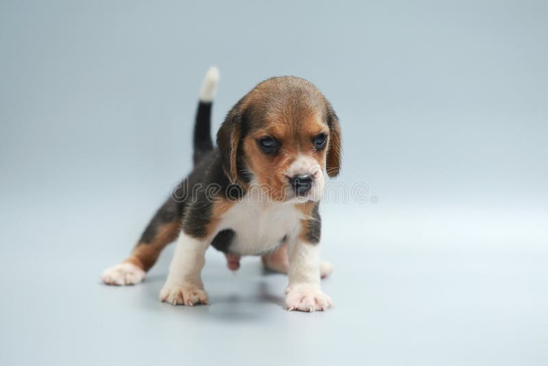 Strong Pure Breed Beagle Puppy Stock Image - Image of living, color ...