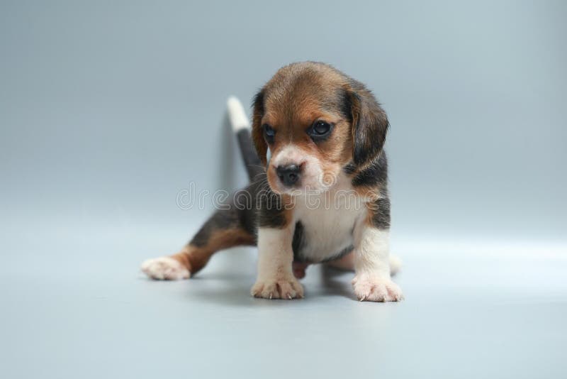 Strong Pure Breed Beagle Puppy Stock Photo - Image of friend, domestic ...