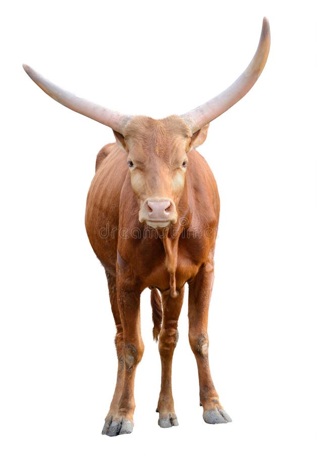 Strong Red Brown Bull Ox Isolated Stock Image - Image of powerful ...