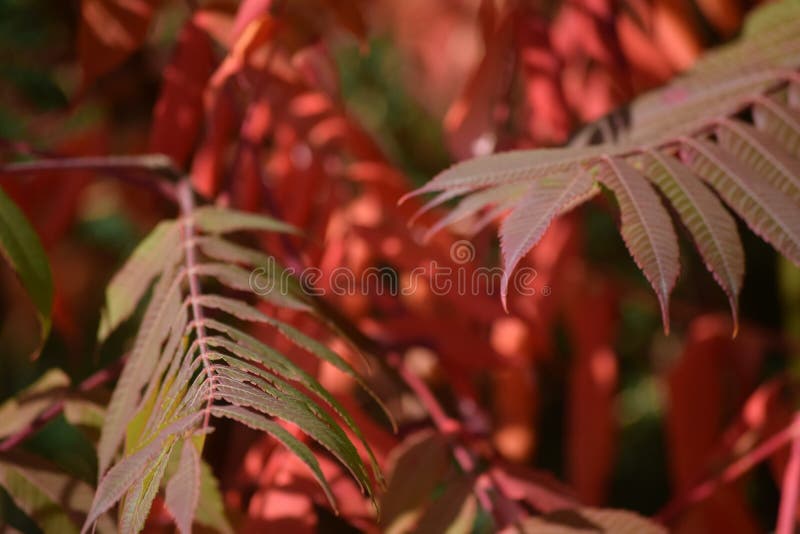 Fire of the Staghorn sumac stock image. Image of discoloration - 231234171