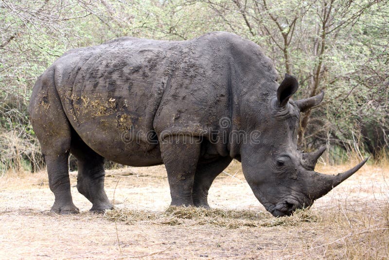 Strong rihino stock photo. Image of holiday, enormous - 14105842