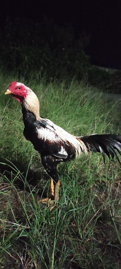 551 Rooster Night Stock Photos - Free & Royalty-Free Stock Photos from ...