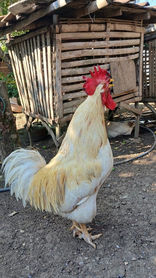 Strong rooster stock image. Image of duck, beak, animal - 332723495
