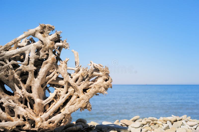 Strong root stock image. Image of pile, branch, rock - 21706563