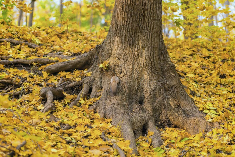 Strong Root System of Old Tree. Autumn Fallen Yellow Leaves on the ...