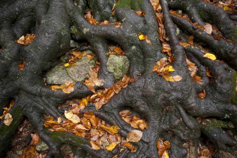Strong roots stock photo. Image of roots, hold, natural - 23399098