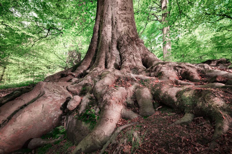 Strong Roots of a Large Beech Tree Stock Image - Image of environment ...