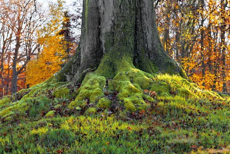 Strong roots of old tree. stock photo. Image of green - 27338388