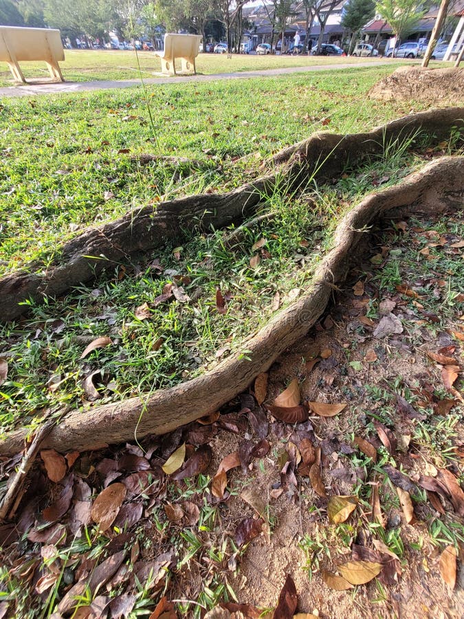 Strong Roots and Strong Tree in a Sunny Park Day Stock Photo - Image of ...
