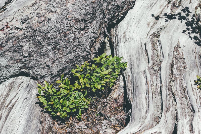 515 Cedar Roots Stock Photos - Free & Royalty-Free Stock Photos from ...