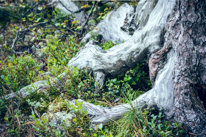 Strong Roots of Trees in Cedar Grove. Stock Photo - Image of background ...