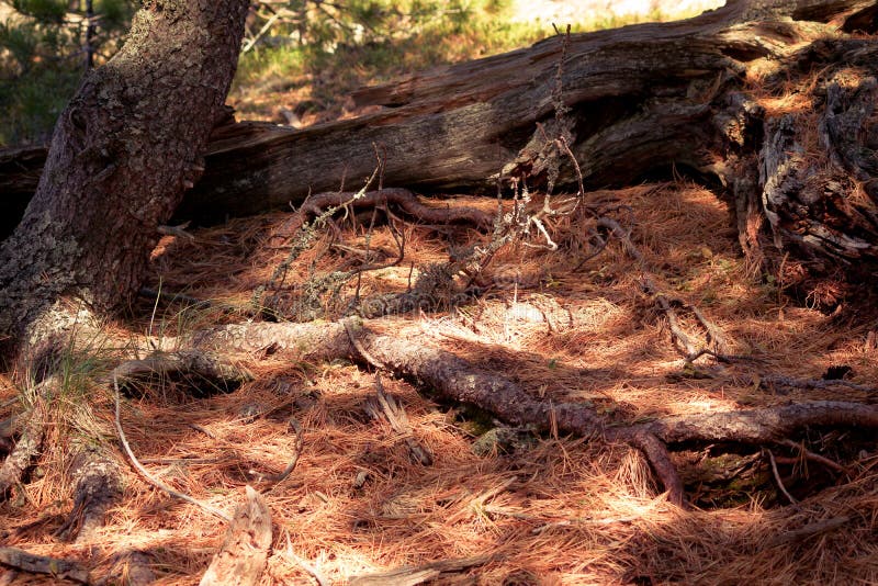 Strong Roots of Trees in Cedar Grove. Stock Photo - Image of background ...
