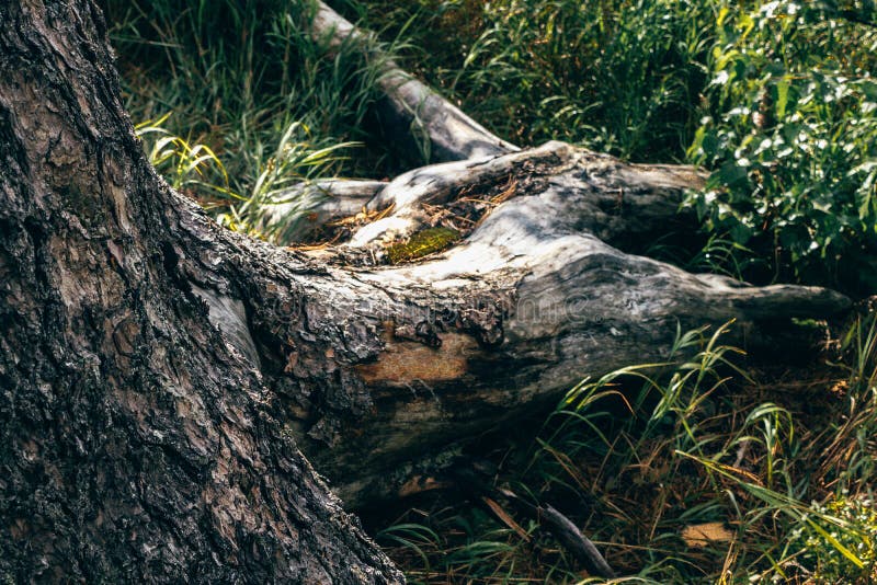 515 Cedar Roots Stock Photos - Free & Royalty-Free Stock Photos from ...