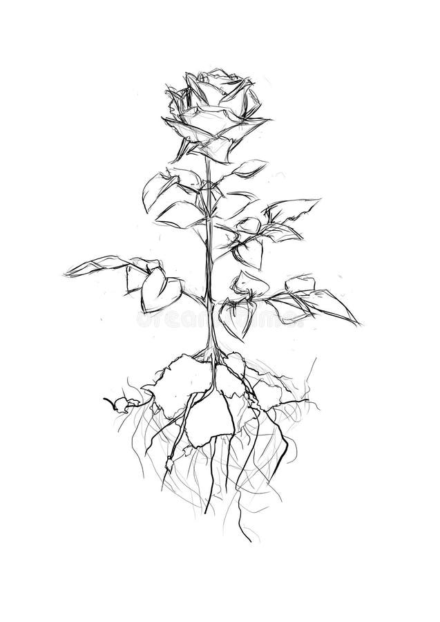 Strong Rose Rising stock illustration. Illustration of hand - 146924521