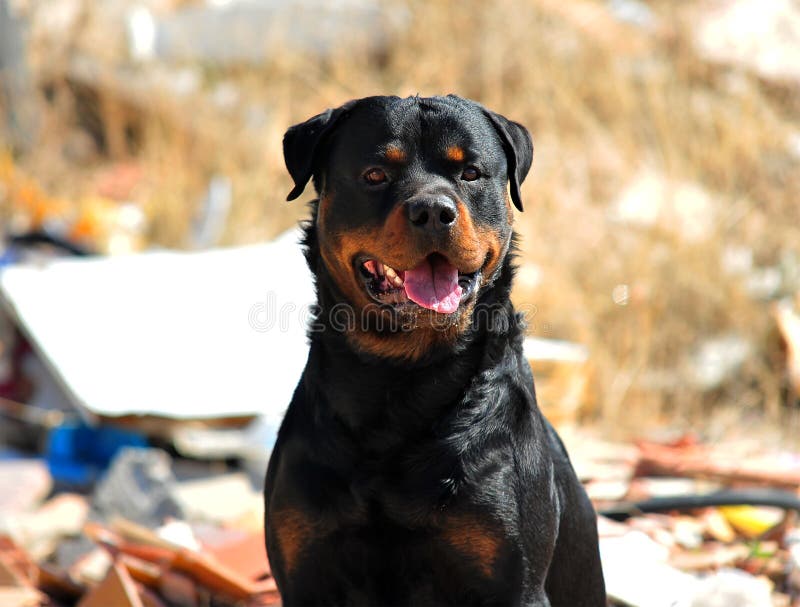 How To Keep A Rottweiler From Being Aggressive
