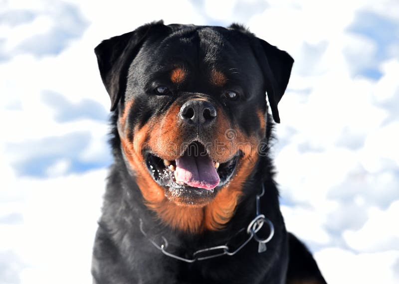 A Strong Rottweiler Running in the White Snow Stock Photo - Image of ...