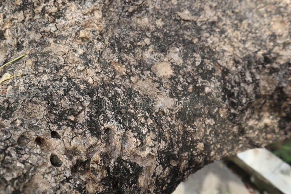 Strong Rough Cambodian Tree Bark Close Up Stock Photo - Image of sand ...