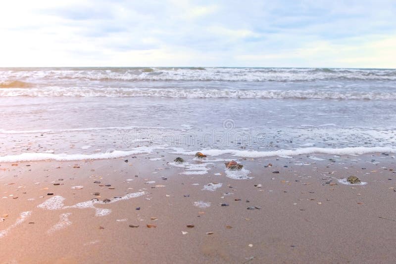 Strong Sea Waves on the Sandy Shore. Shells of Rapan on the Sand. Stock ...