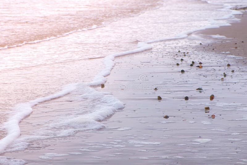 Strong Sea Waves on the Sandy Shore. Shells of Rapan on the Sand. Stock ...