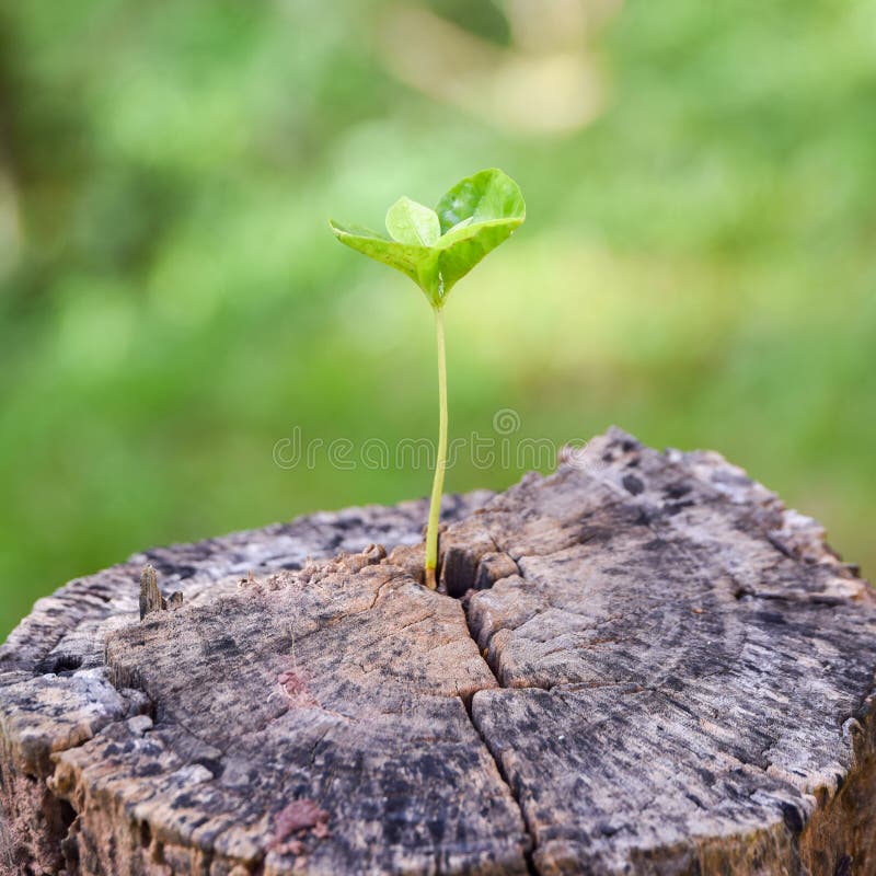 A Strong Seedling Growing in the Trunk Tree As a Concept of Support ...