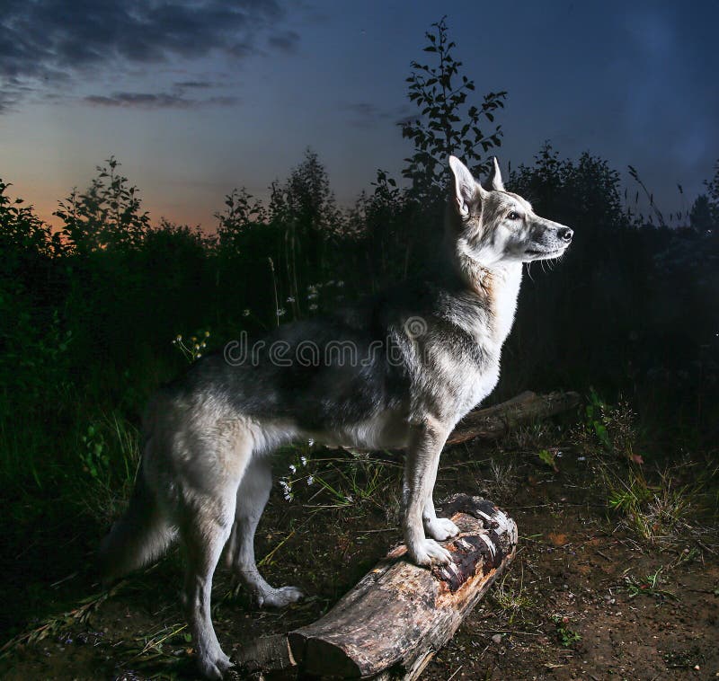 Strong Shepherd Dog Watching Out in Forest Stock Photo - Image of enjoy ...