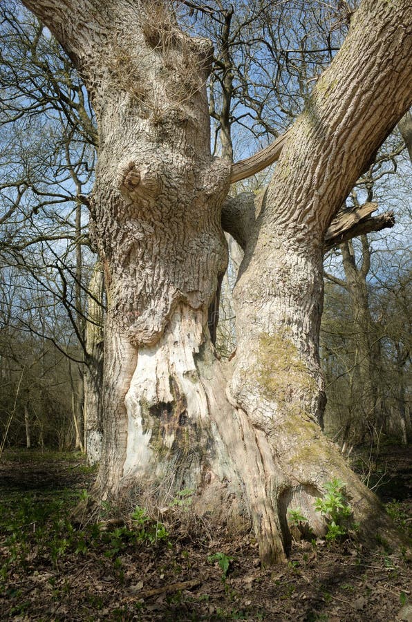 Bifurcated Tree Stock Photos - Free & Royalty-Free Stock Photos from ...