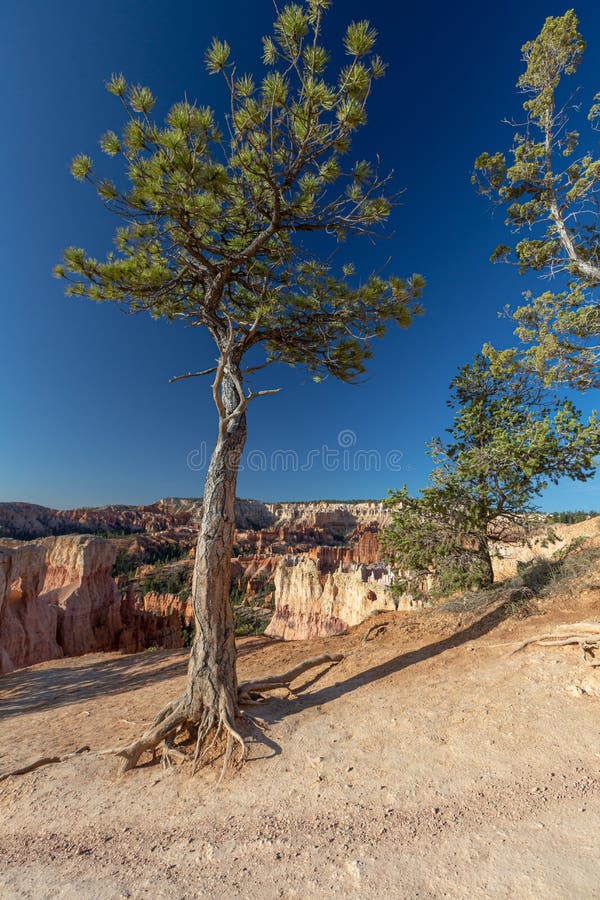 Strong, Single Tree Hangs on To Cliff with Deep Roots in Bryce Canyon ...