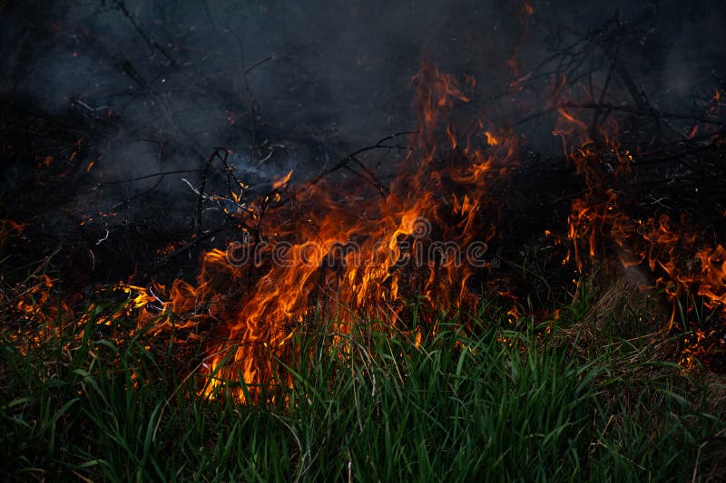 Strong Smoke from Fire. Cleaning Fields of Reeds, Dry Grass Stock Photo ...