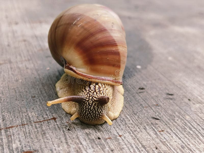 Strong snail shell stock photo. Image of shell, invertebrate - 308863672