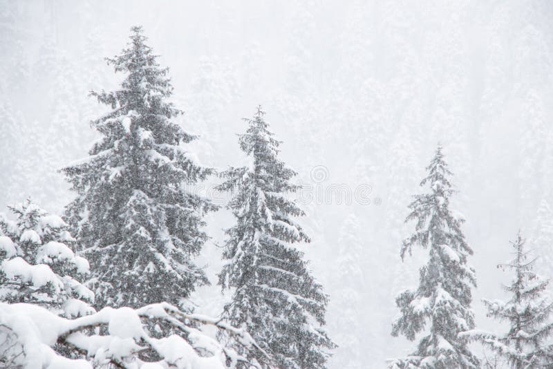 Strong Snowfall in the Pinetree Forest. Snow on Tree Branches Stock ...