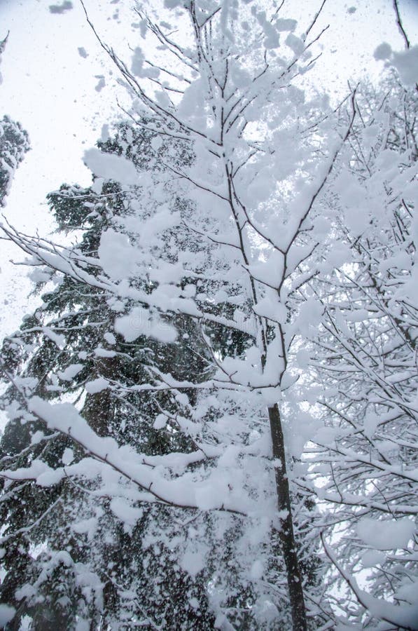 Strong Snowfall in the Pinetree Forest. Snow on Tree Branches Stock ...