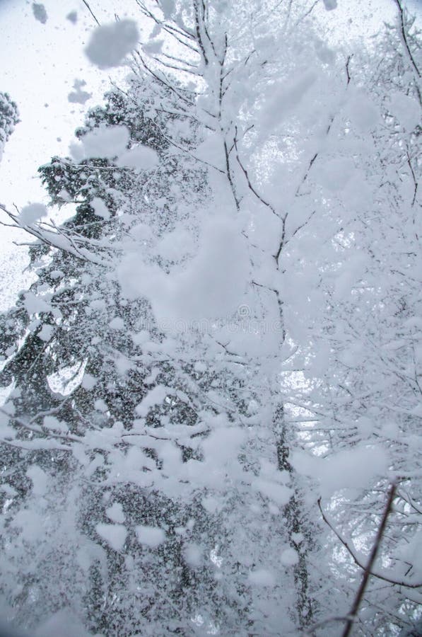 Strong Snowfall in the Pinetree Forest. Snow on Tree Branches Stock ...