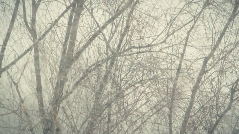 Strong Snowstorm with Wind and Falling Snow Particles on a Black ...