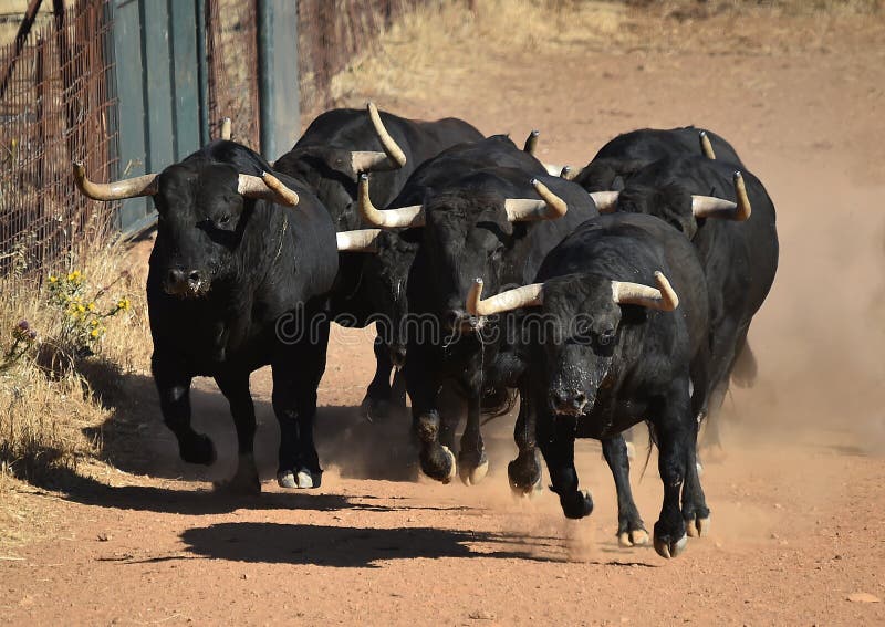 A Strong Spanish Black Bull on the Cattle Farm Stock Photo - Image of ...