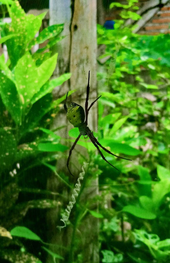 The strong spider stock photo. Image of waiting, prey - 358670230