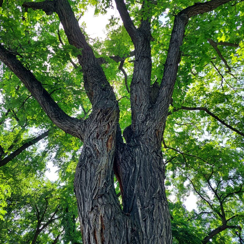 Strong summer trees stock image. Image of sunlight, tree - 228776009
